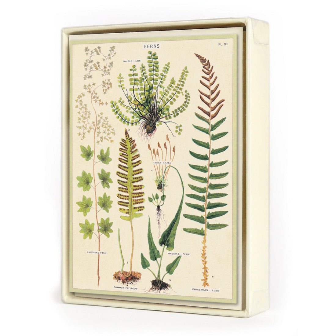 Cavallini & Co. Boxed Note Cards - Ferns – Stocklist