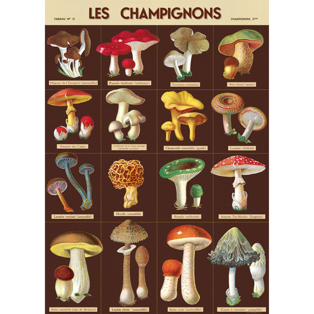 Cavallini & Co. Wrap - Les Champignons - Stocklist Goods & Gifts