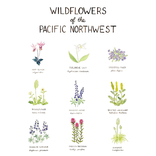 Pacific Northwest Wildflowers 11"x14" Art Print – Stocklist